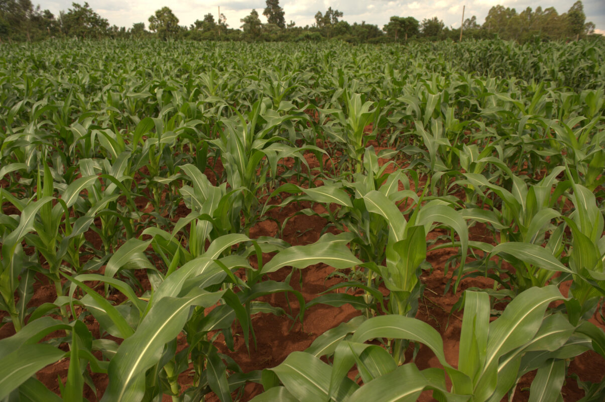 Soil Organic Matter Regulates Maize Productivity and Fertilizer ...