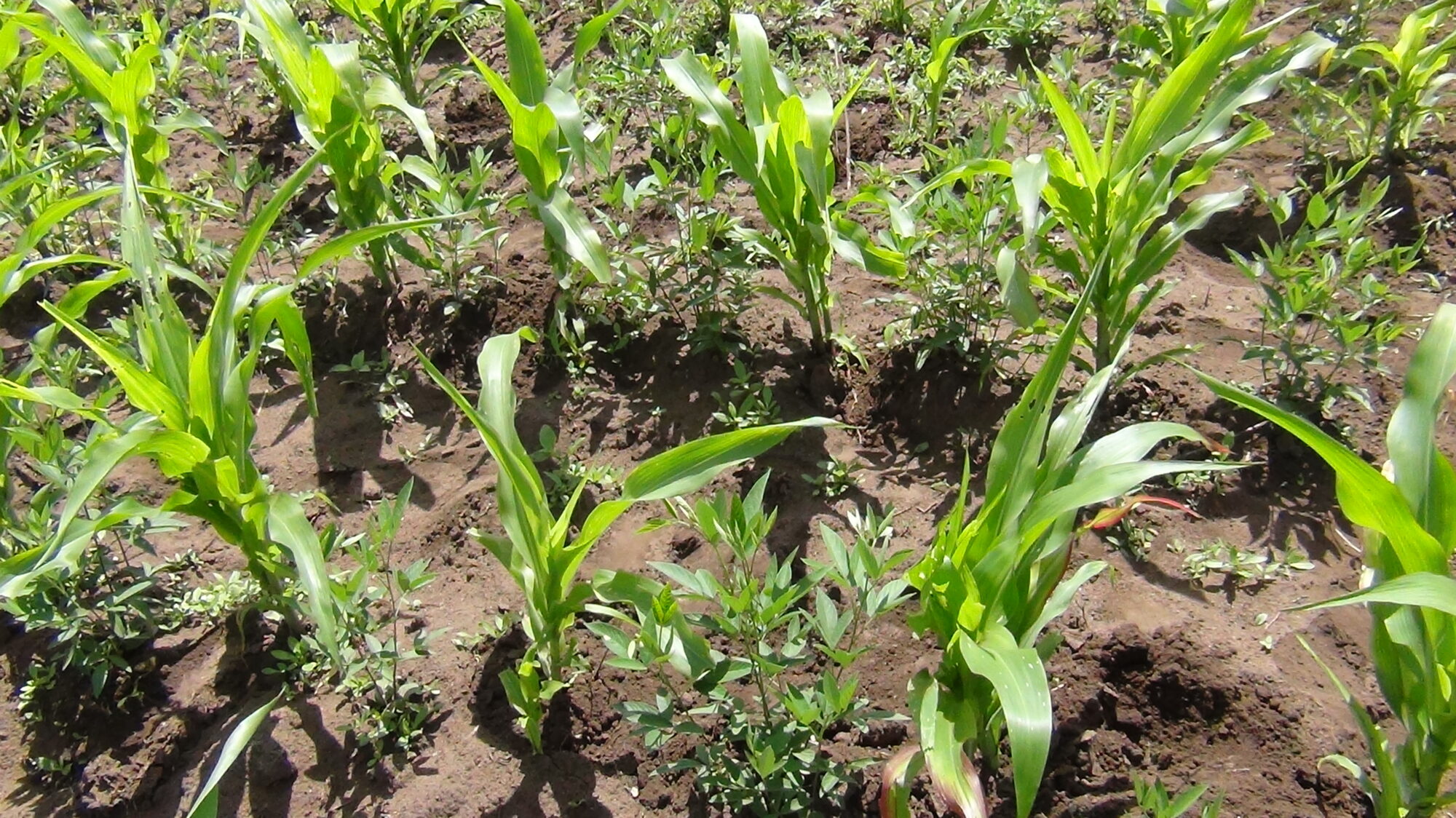 Grain Legumes Contribute Immediate and Residual-Effects in Rain-fed Maize Production Systems ...