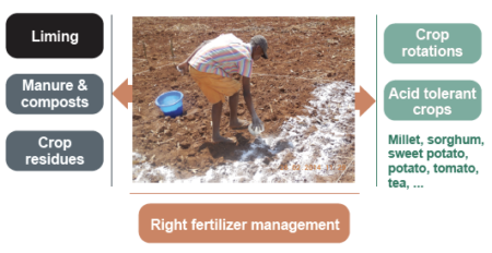The Implication of Soil Acidity and Management Options for Sustainable ...