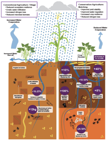 Soil Health Challenges in Sub-Saharan Africa: Status and Solutions ...